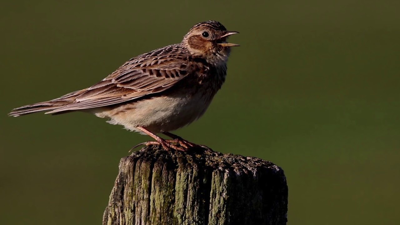 Lark Song - YouTube
