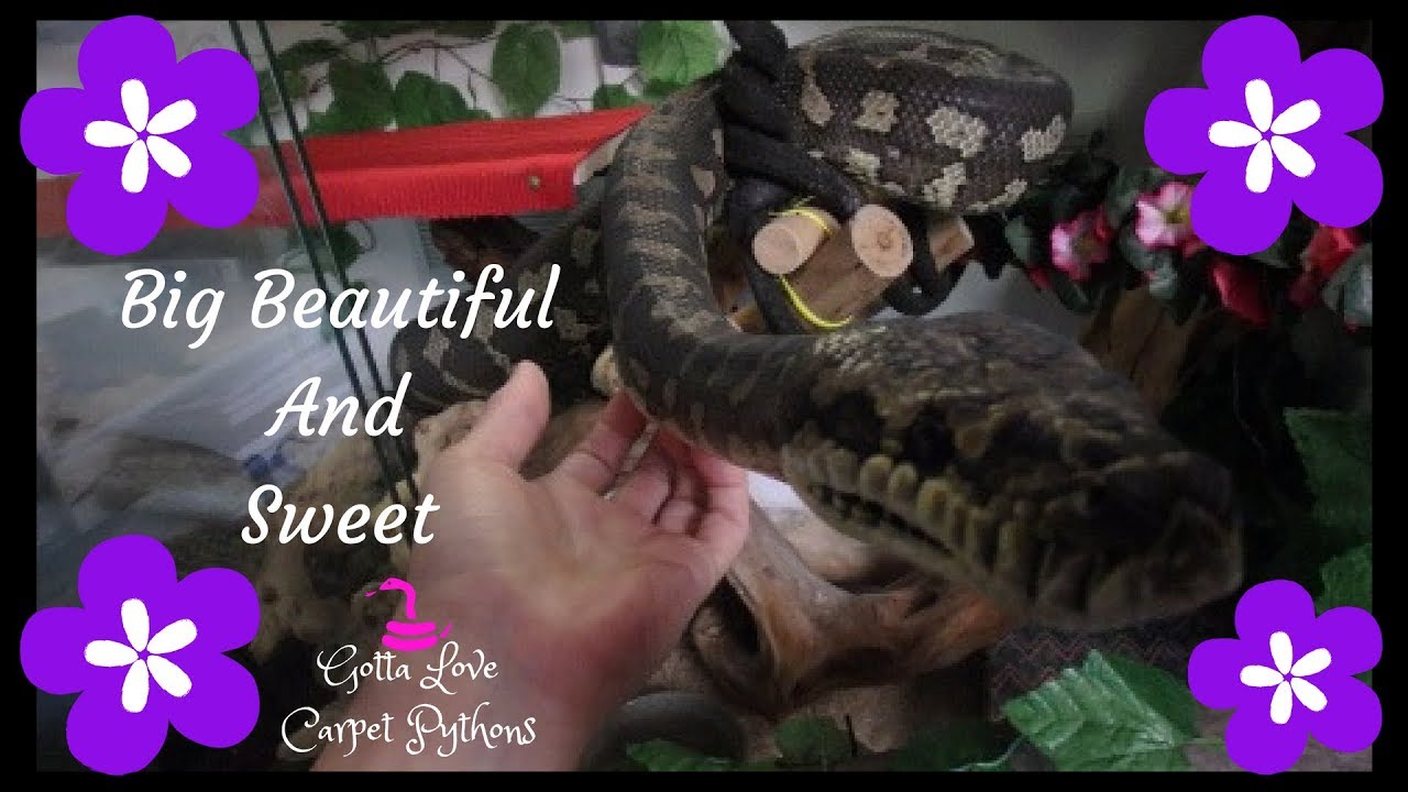 Big Gentle Sweet Natured Snakes - YouTube