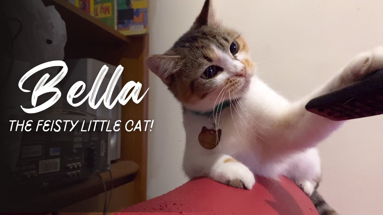 Meet Bella the Feisty Little Cat! (ENG SUB) #cat - YouTube