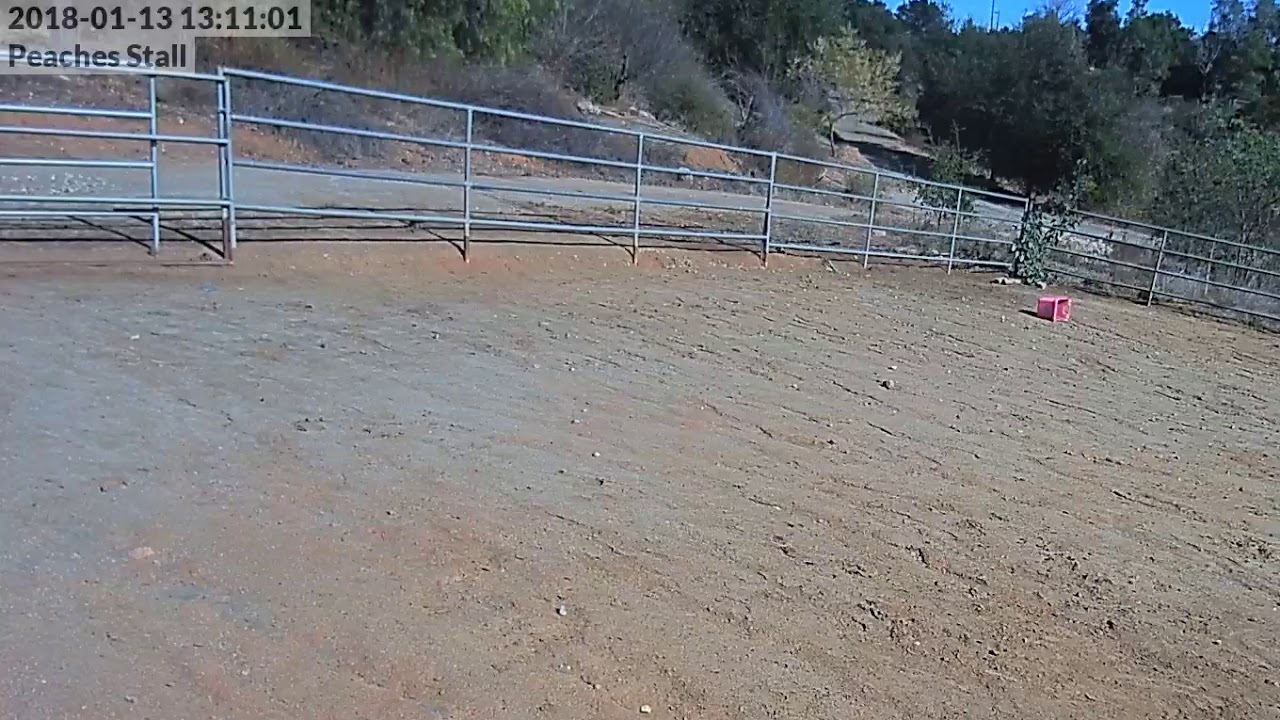 Peaches Live Stream - YouTube