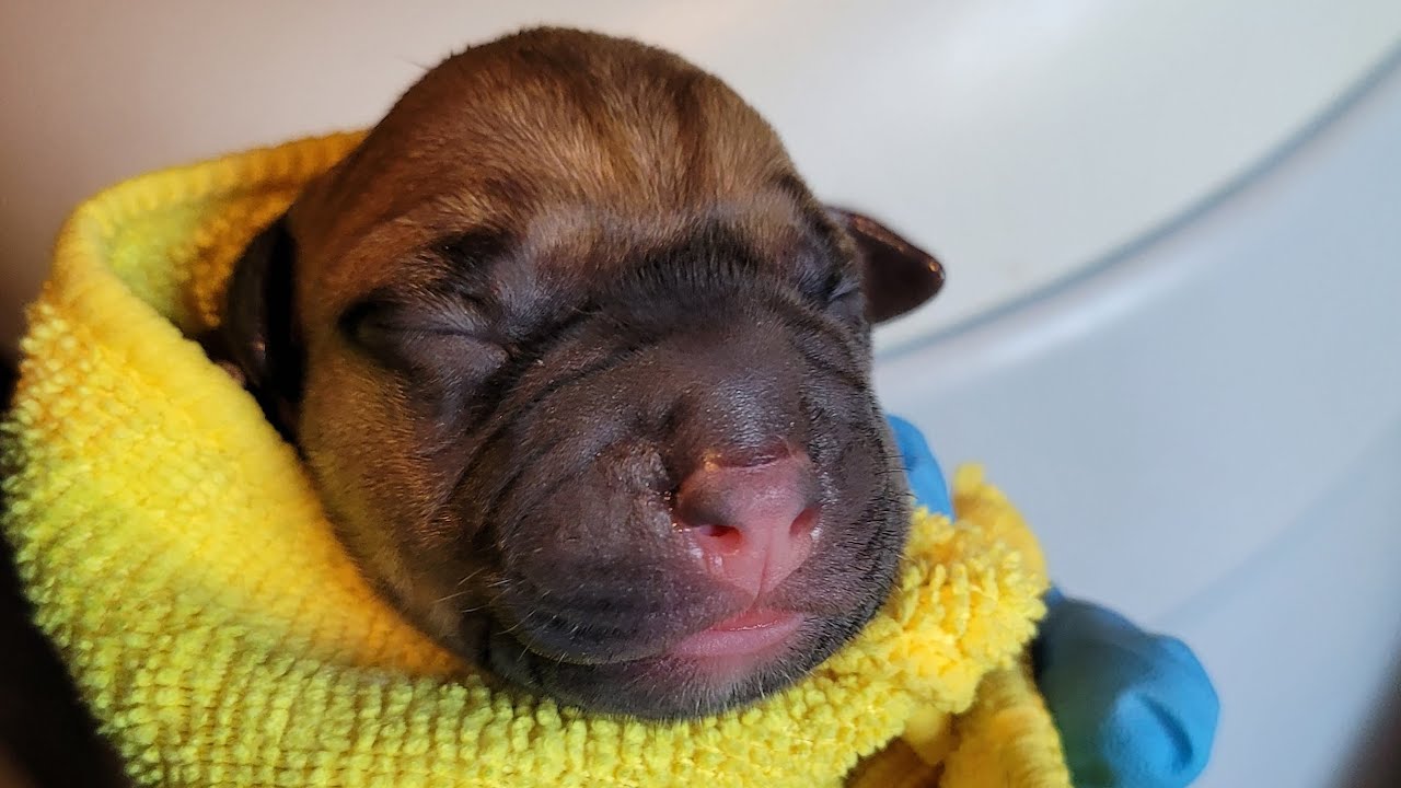 Puppies update - YouTube