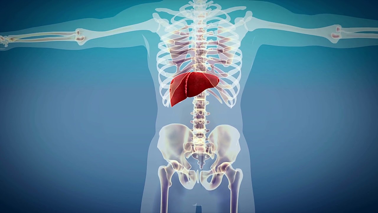 Position of Liver in Human Body Animation - YouTube