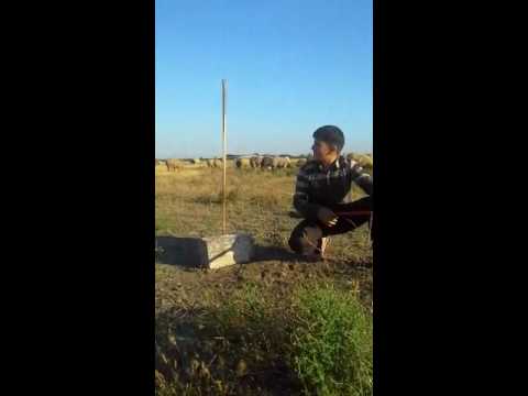 Bine usaqlari All star