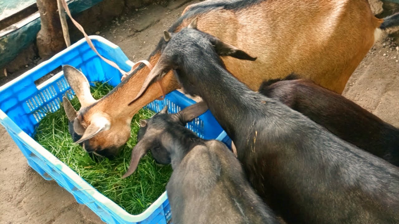 Low investment village goat farming || Small Rural Goat Farm - YouTube