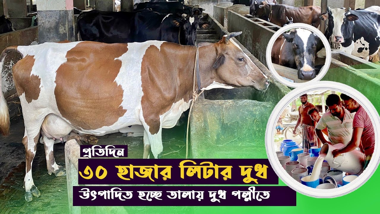 dairy farm visit bangladesh | যে গ্রামের প্রতিটি বাড়িতে রয়েছে গাভী ...