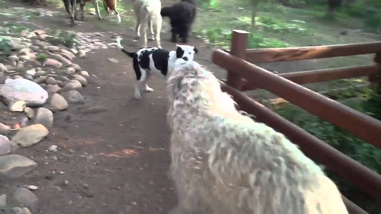 Big Dogs Howling - YouTube