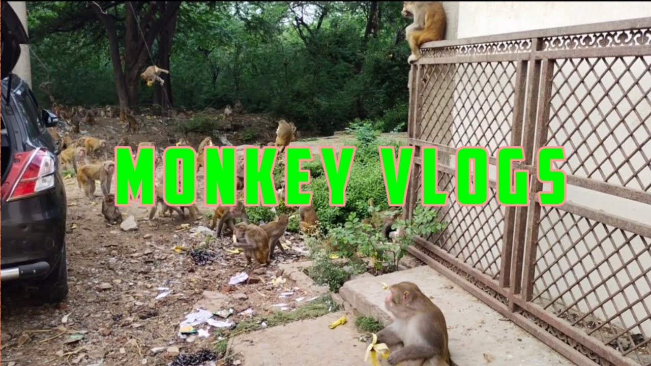 Monkey vlogs || my first monkey vlogs || enjoy with monkey vlogs ...