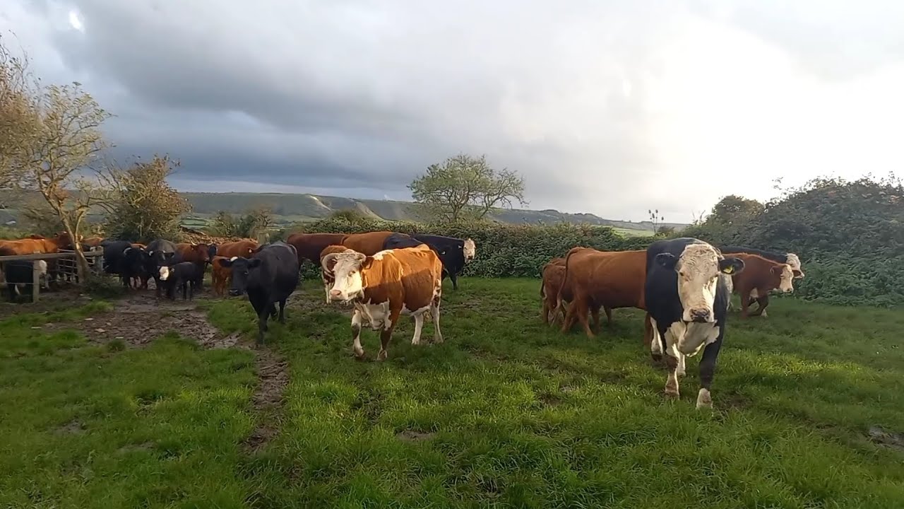 Moving Cows to a New Field / Herd of Cows Running / Cows knock Phone ...