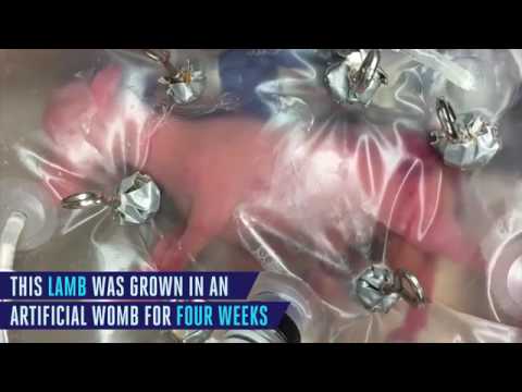 Scientists cloned a Lamb in artificial womb humans could be next - YouTube