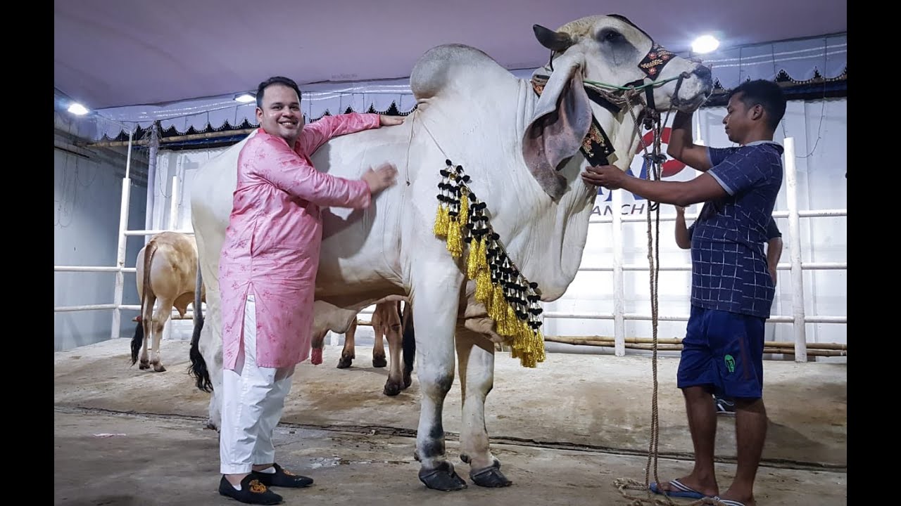 Biggest Indo-Brazil Bull - YouTube