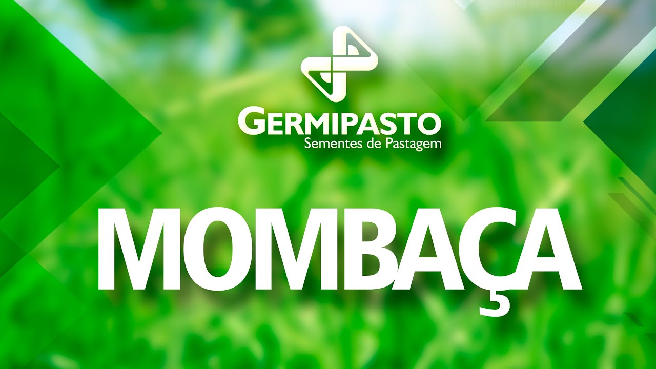 Cultivar Mombaça - Germipasto Sementes de Pastagem - YouTube