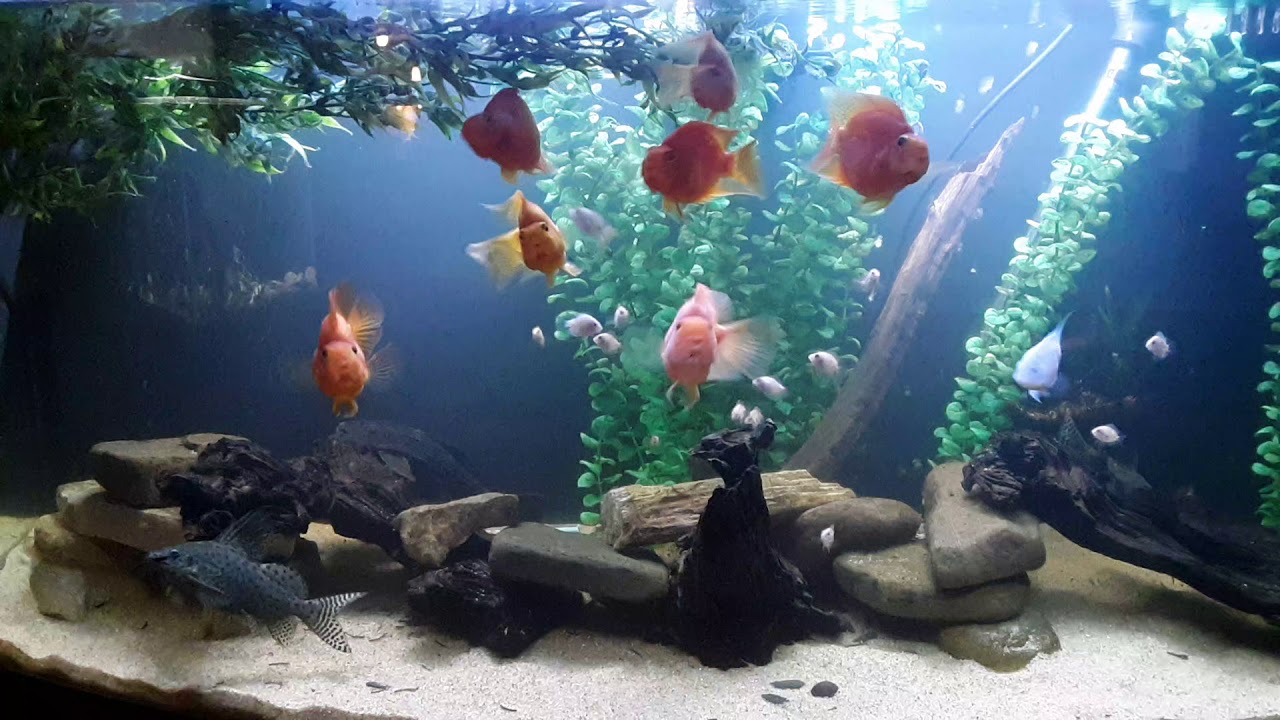 Parrot fish Community tank - YouTube