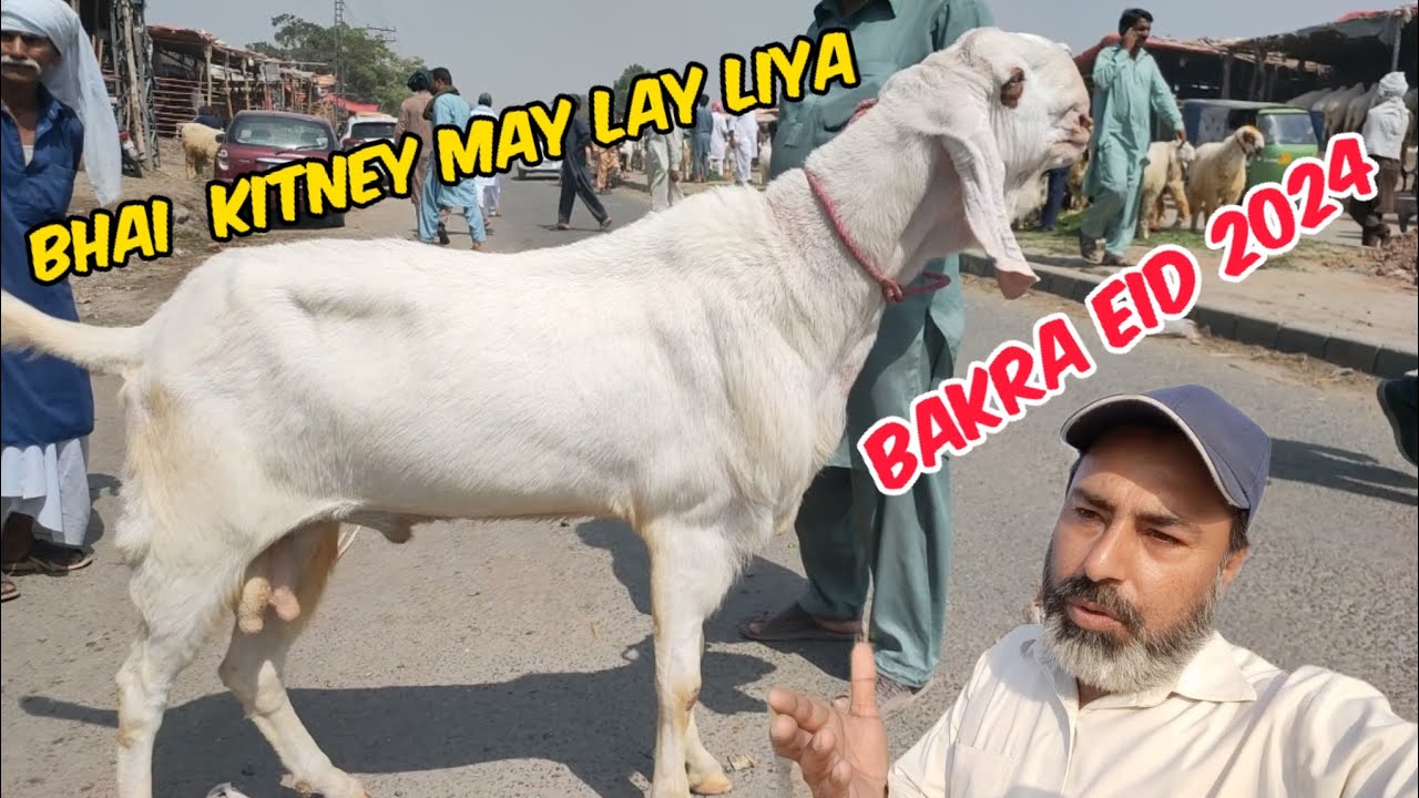 rajanpuri big size bakra | bhai kitney may lay liya | rate update ...
