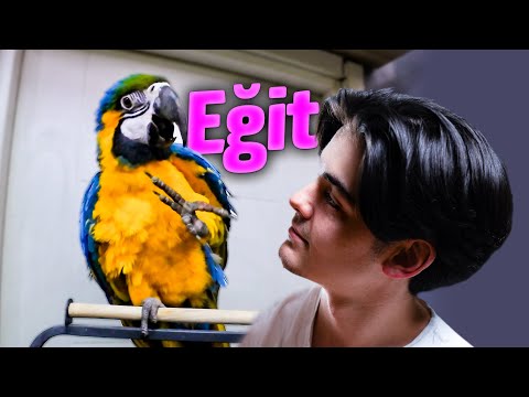 20 Dakikada Macaw  Papağanı Eğittim #2GündeKuşEğitmeChallenge