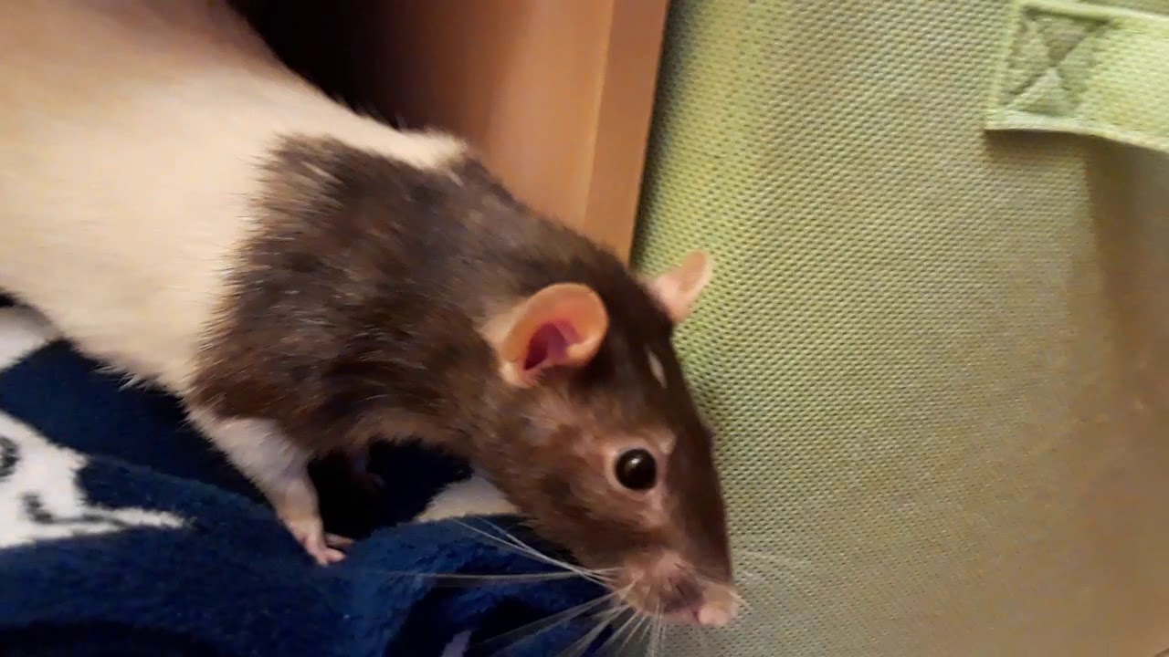 Lizzy The Rat Returns, Playing Peek A Boo With Lizzy The Rat 🙂🙂🙂 - YouTube