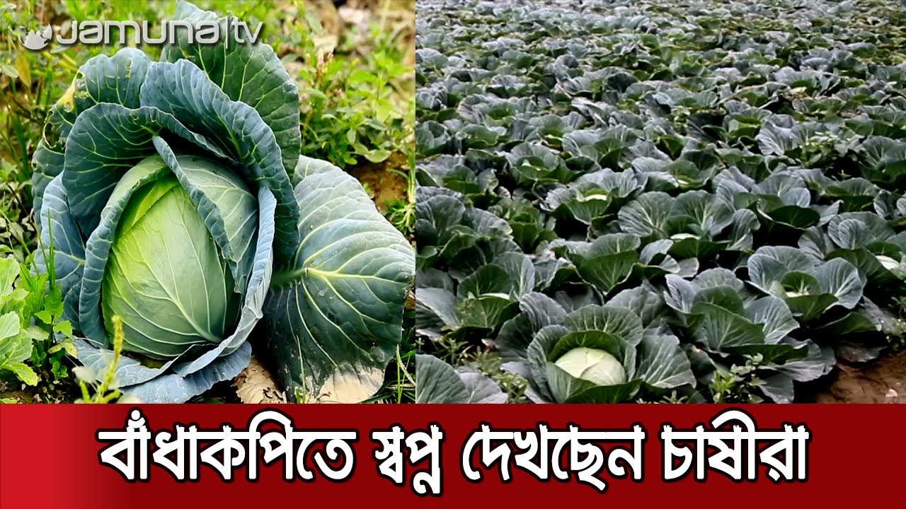 দেশের গণ্ডি পেরিয়ে ঝিনাইদহের বাঁধাকপি যাচ্ছে মালয়েশিয়া | Cabbage Export - YouTube