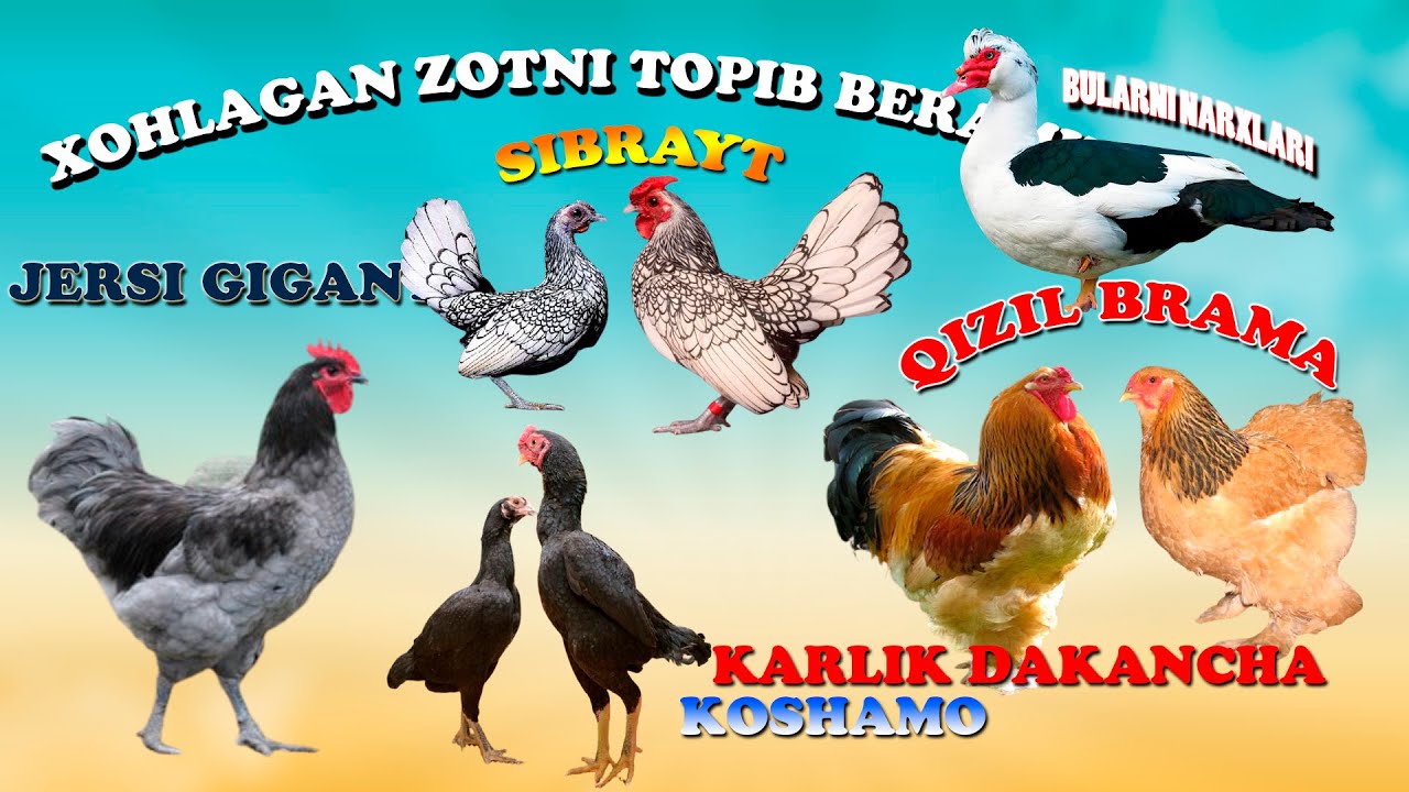 UZB dagi eng katta bozor TOSHKENT QORAQAMISH // QUSHLAR // DEKARATIV ...
