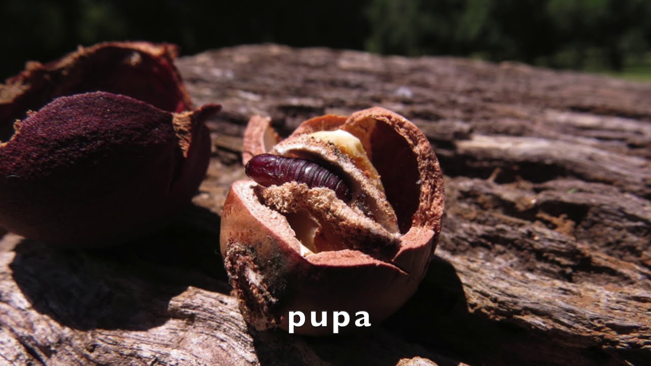 Biological Control of Macadamia Nut Borer - YouTube