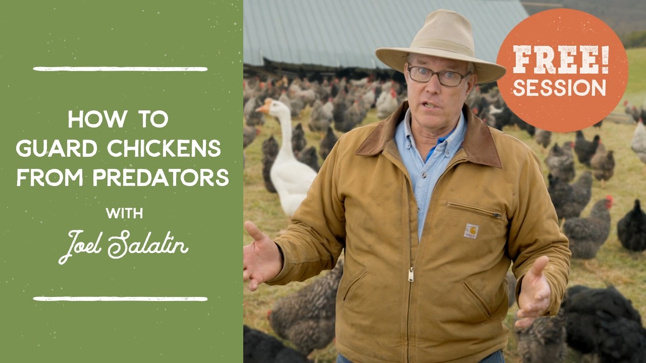 The Ultimate Guide to Protecting Your Chickens from Predators - YouTube