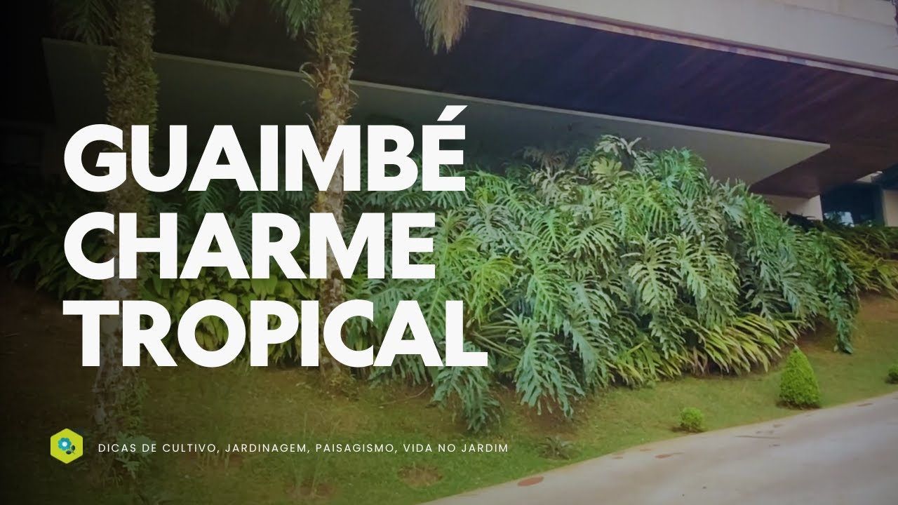GUAIMBÉ - O CHARME TROPICAL do Philodendron bipinnatifidum - YouTube