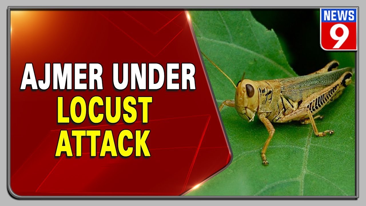 Millions of locusts damage crops in Rajasthan's Ajmer - YouTube