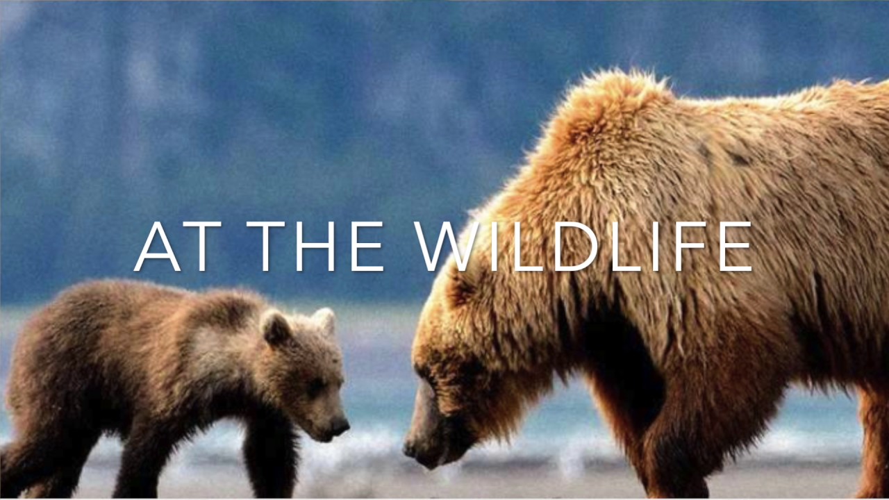 Wildlife Conservation Society- PSA - YouTube