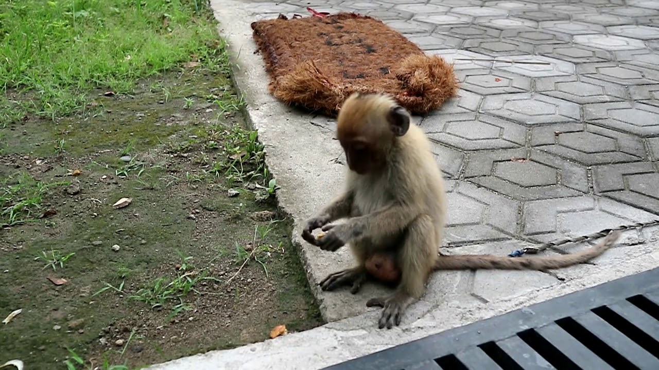 Monyet suka makan tempe //Baby monkey like to eat tempeh - YouTube