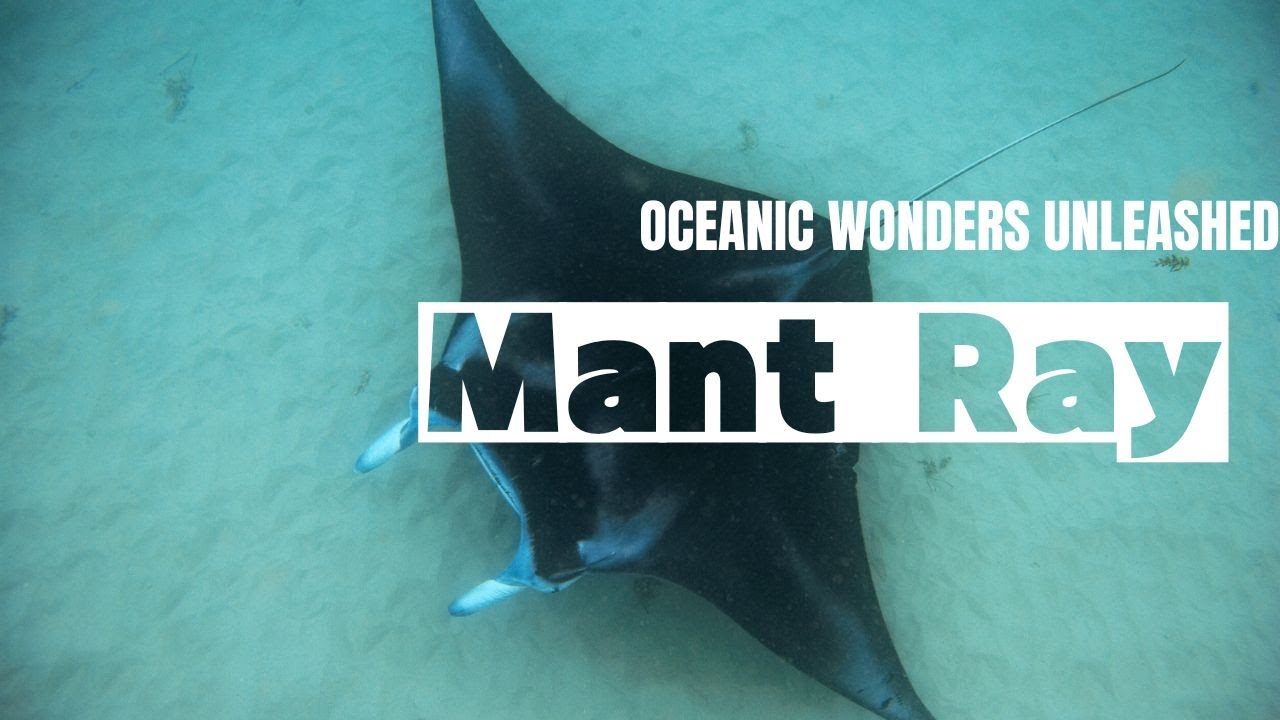 Giant Manta Rays and Their Enchanted Realm! Oceanic Wonders Unleashed Manta Ray Facts - YouTube