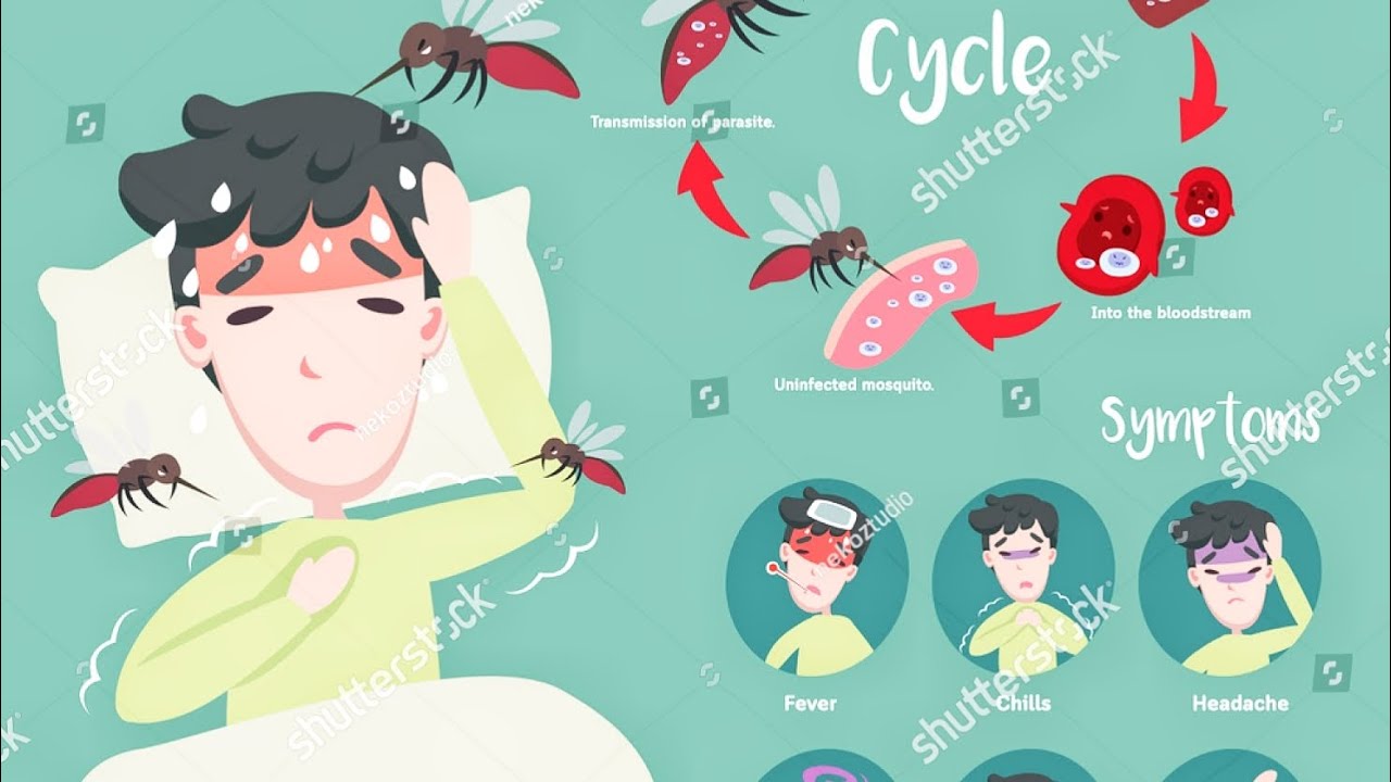 Malaria | Malaria symptoms| causes | Malaria treatment| food and avoid ...
