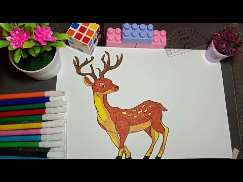 Menggambar Rusa | Drawing and coloring a Deer - YouTube