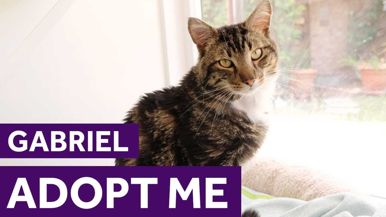 Adopt Gabriel | Cats | Mayhew - YouTube