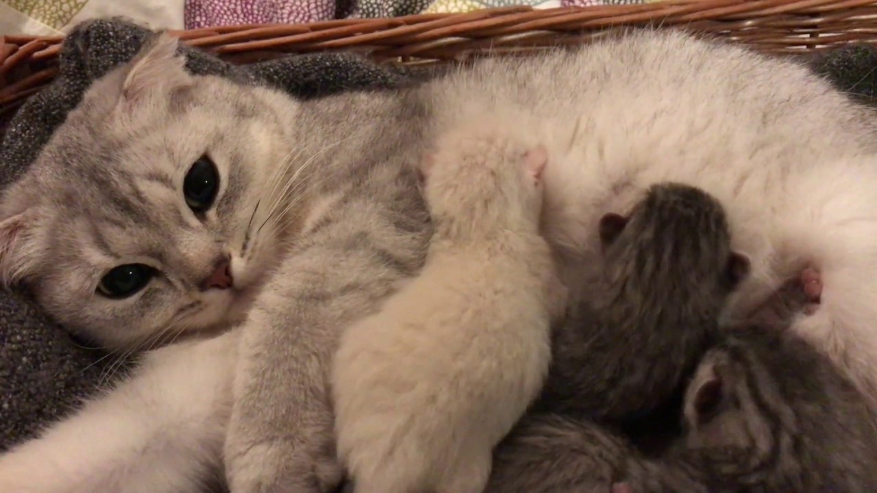 Maman scottish fold et ses chatons - YouTube