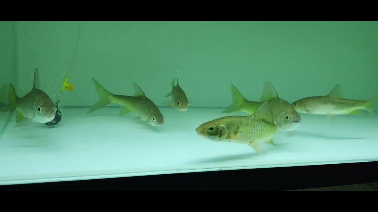 cá chép thanh ngọc. ( Poropuntius normani ). Ken Nhi Shop. - YouTube