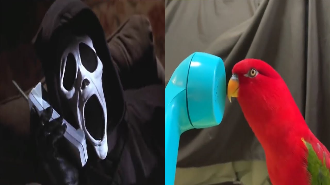 Red bird is talking with Scream - red birb meme - wuewuewue - YouTube