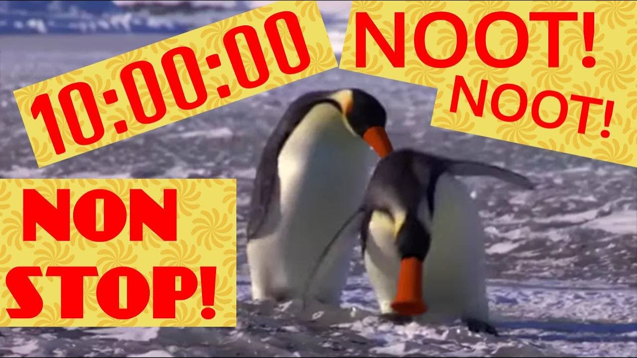 10 Hour NOOT NOOT! - Pingu in Real Life - YouTube