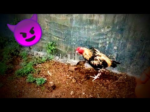 Mera naya Java murga 🤩👍 - YouTube