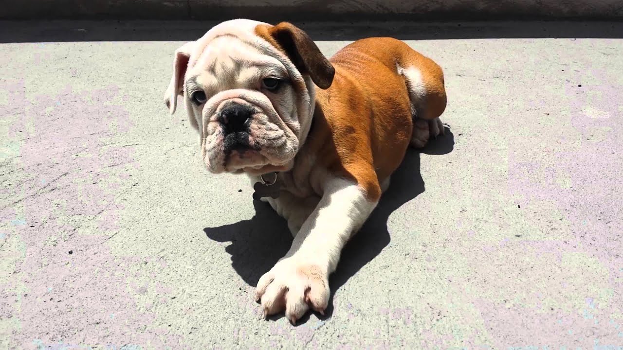 Bulldog inglés bebé - YouTube