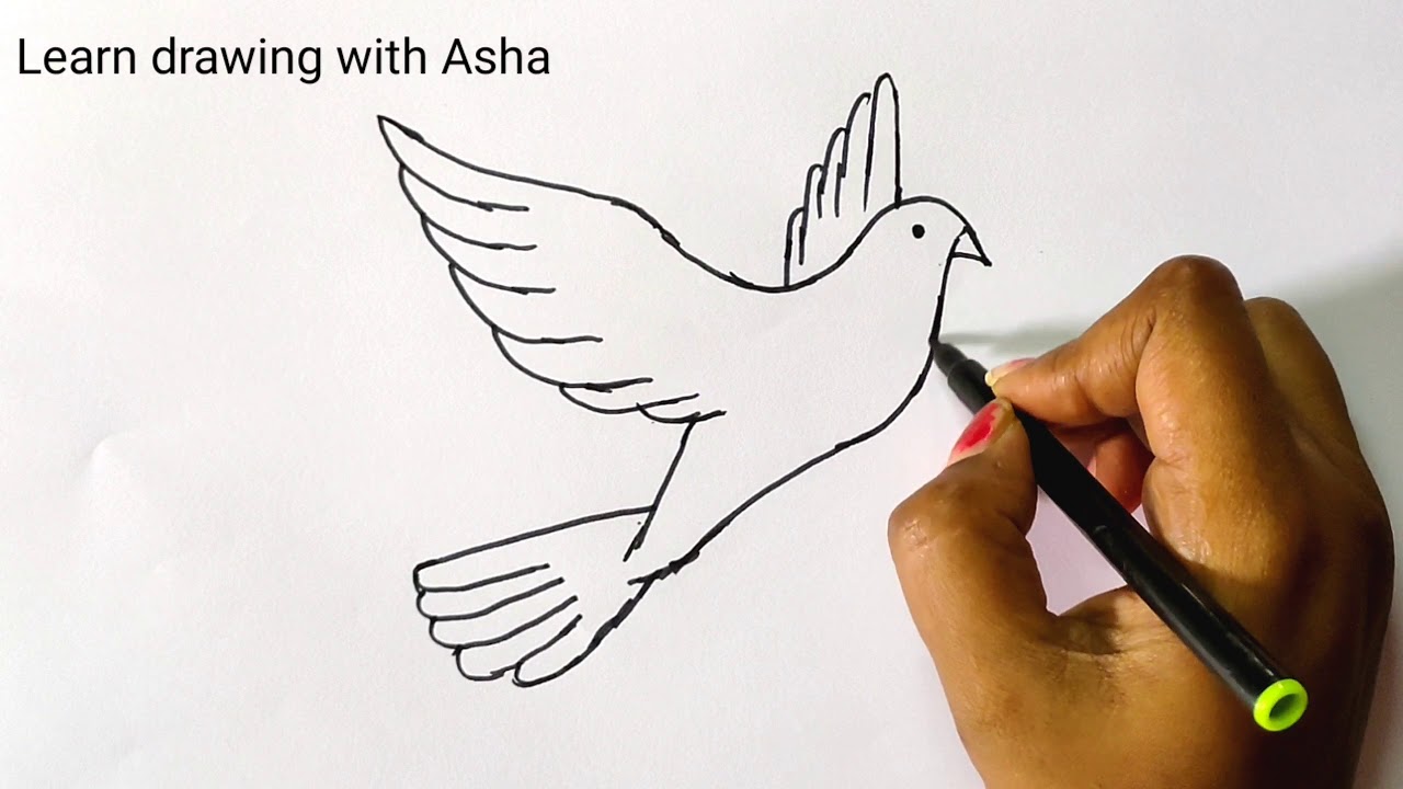 How to draw pigeon || Learn drawing with Asha - YouTube