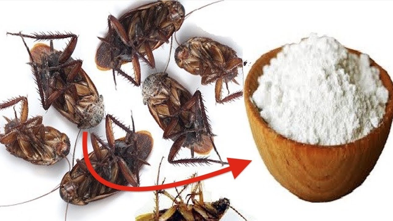 COMO ELIMINAR AS BARATAS PARA SEMPRE ! - YouTube