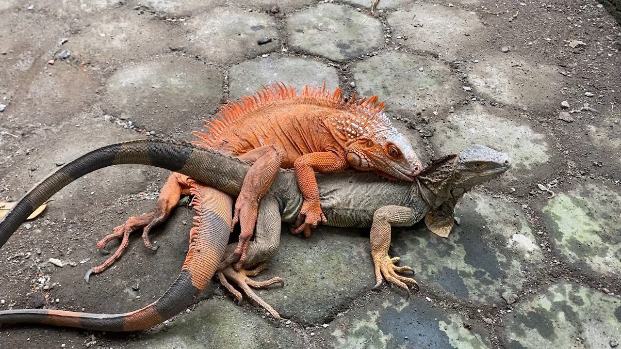 IGUANA MERAH VS IGUANA HIJAU! - YouTube