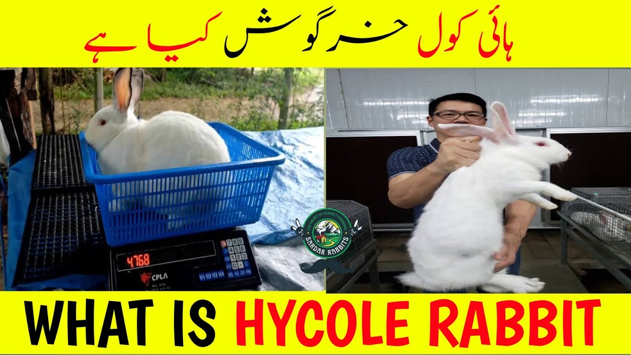 What Is a Hycole Rabbit - YouTube