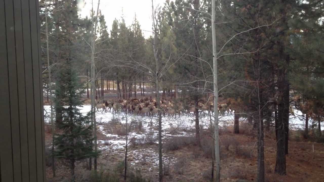 Wild Elk Herd in Bend, Oregon - YouTube