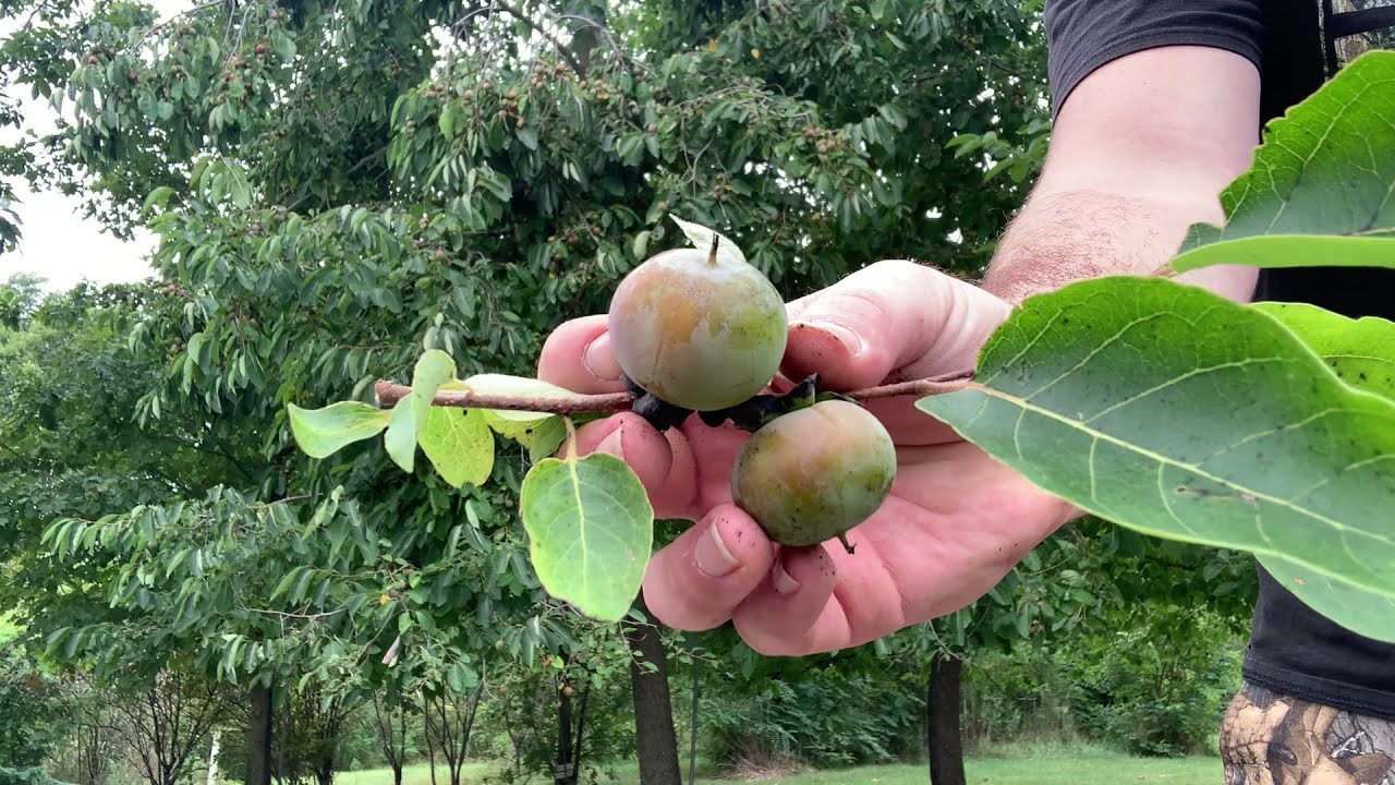 Morse Grafted Female Persimmon Tree by Morse Nursery - YouTube
