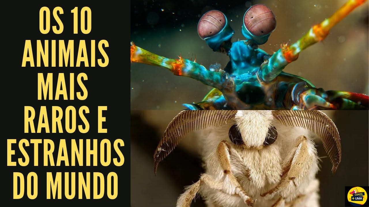 Os Dez Animais Mais Estranhos Do Mundo