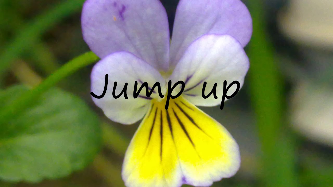 How to Pronounce Jump up? - YouTube