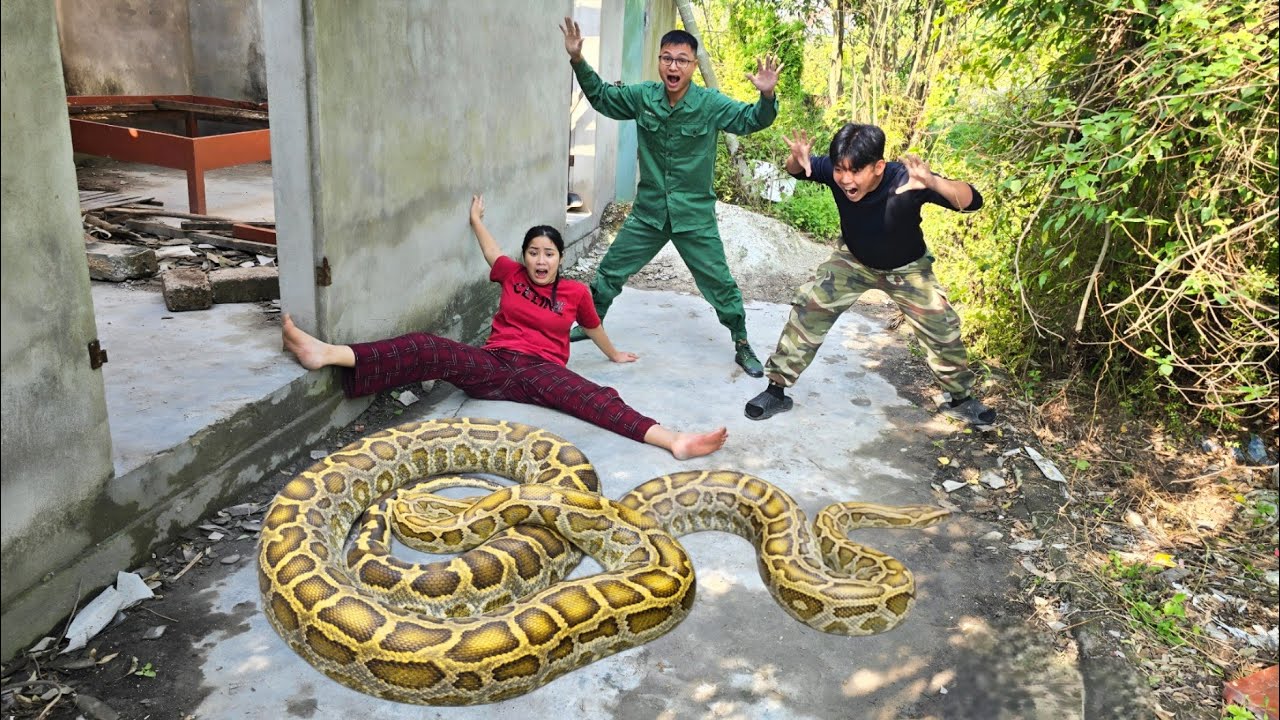 Brave Soldier Rescued The Young Girl From The Giant Golden Python ...