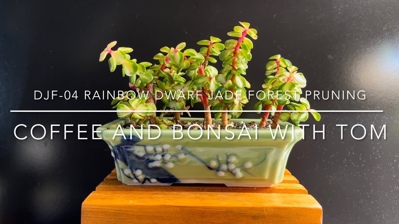 Pruning My Rainbow Jade Forest Bonsai (Medio Picta Portulacaria Afra ...