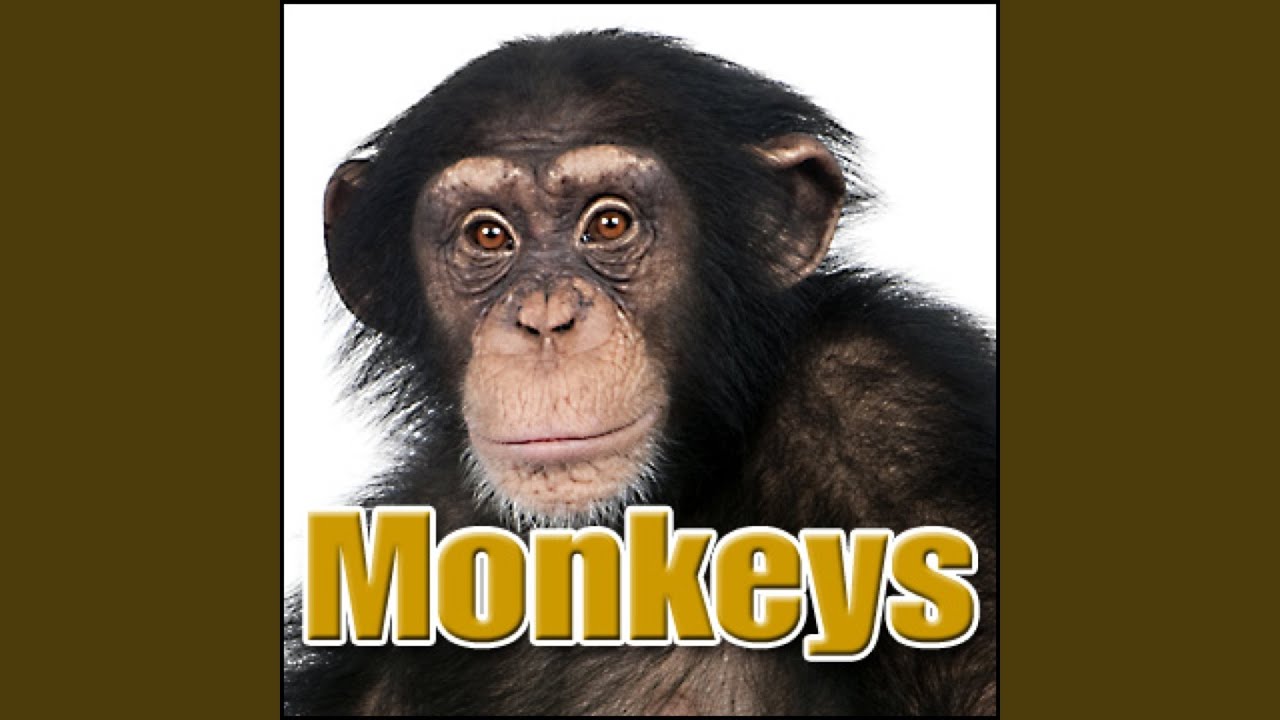 Chimpanzee - Group of Chimpanzees: Excited Communication, Animal ...