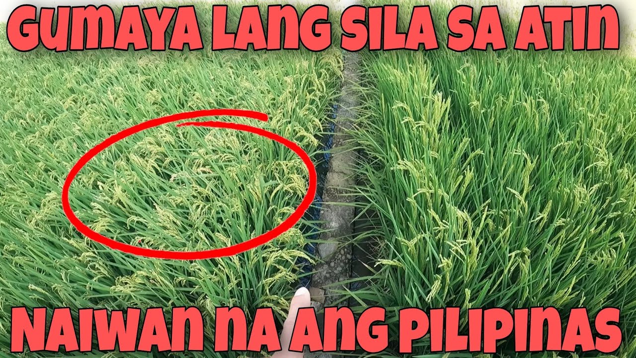 Grabe ang Taiwan Pag Dating sa Kanilang Palayan Mga Pilapil Samentado ...