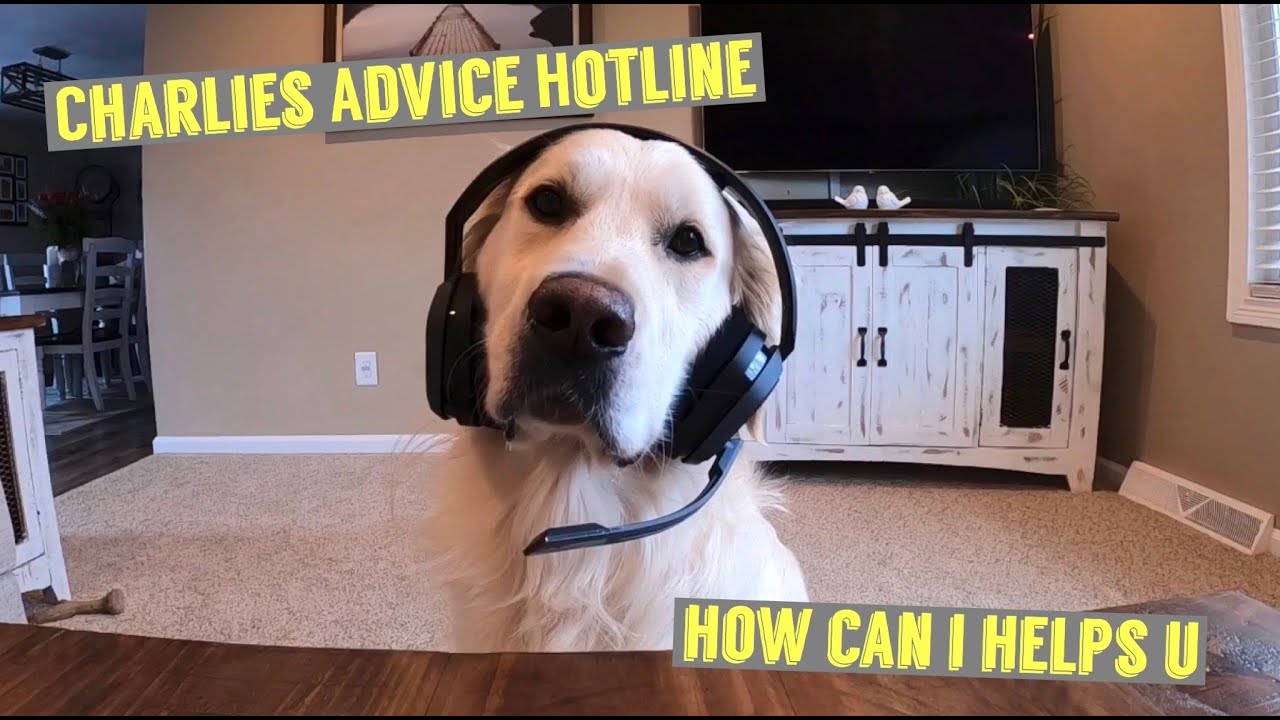 Charlies Advice Hotline How Can I Helps You YouTube Charlies Advice Hotline How Can I Helps You YouTube
